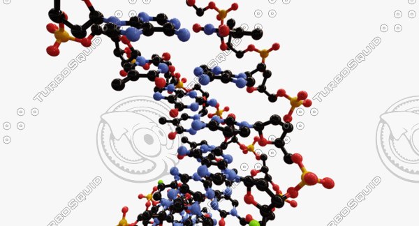 3D model double helix dna molecule - TurboSquid 1161814