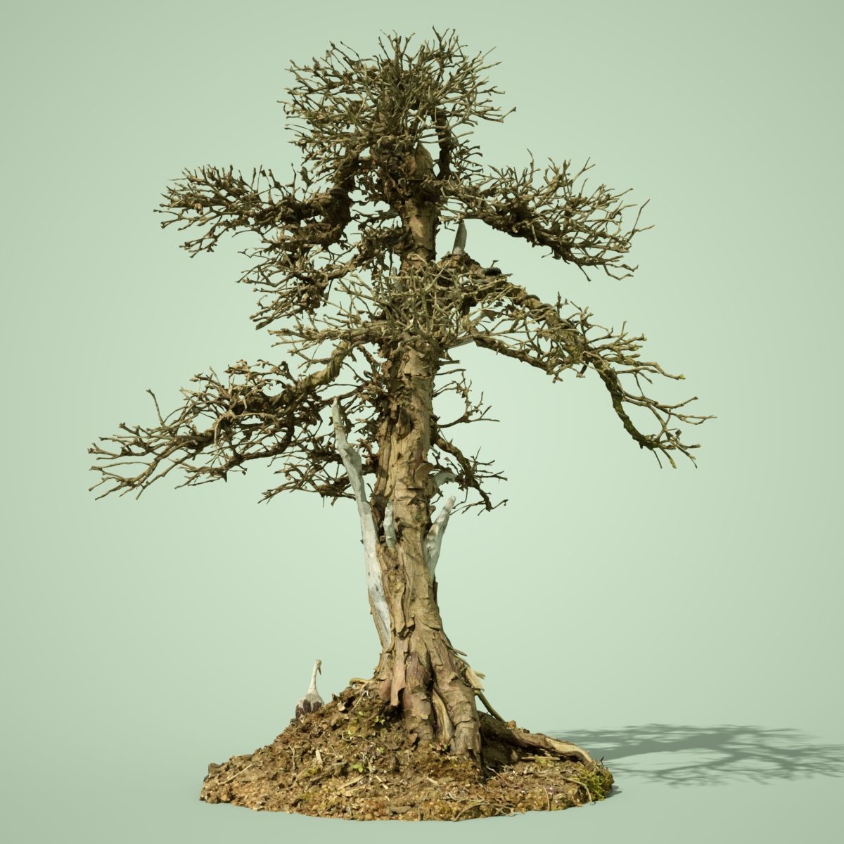 3D dead forest tree stylised - TurboSquid 1162461