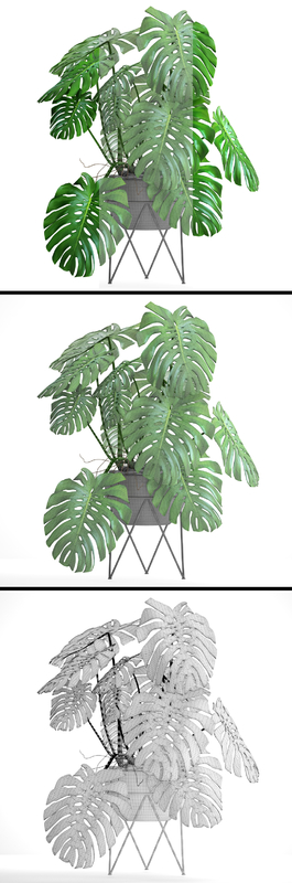Monstera 3D model - TurboSquid 1162943