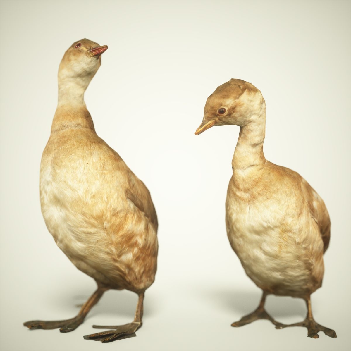 3D animal digital photogrammetry model - TurboSquid 1162991