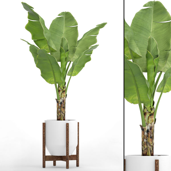 3D banana tree model - TurboSquid 1163026
