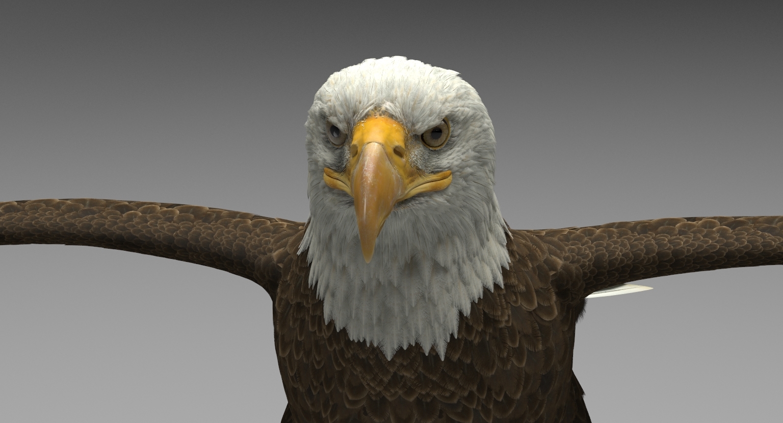 3D model american eagle - TurboSquid 1163246