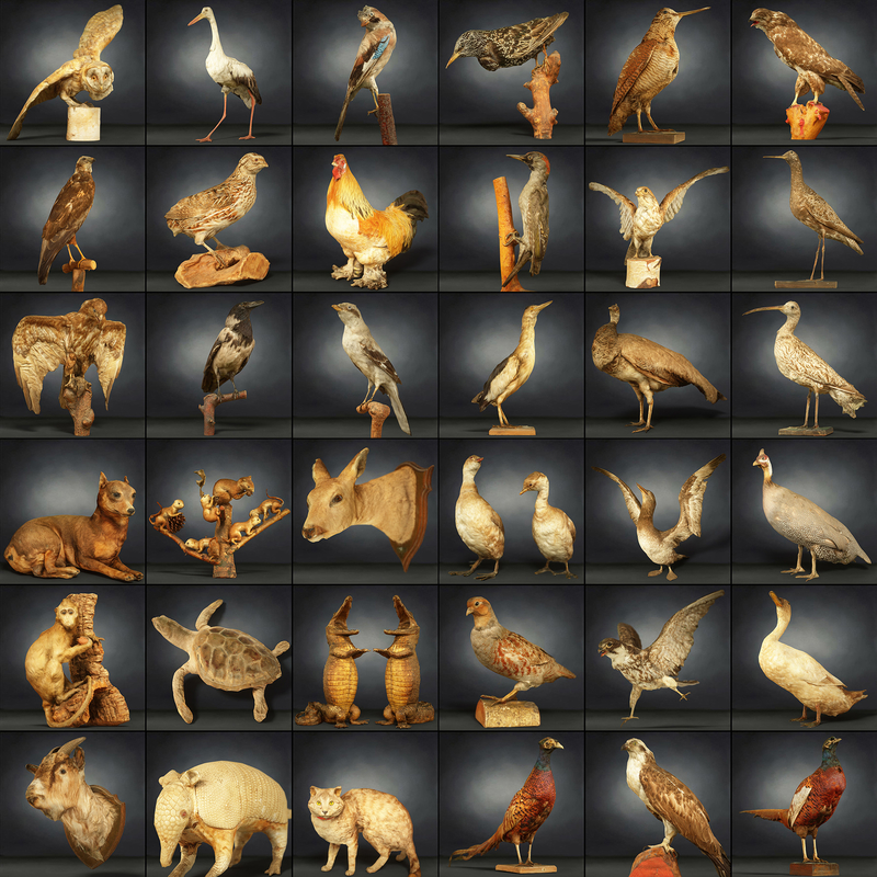 Animal digital photogrammetry 3D - TurboSquid 1163888