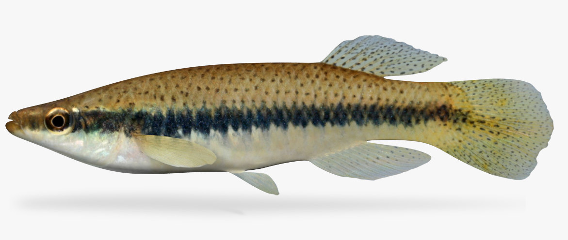 Fundulus olivaceus blackspotted topminnow 3D model - TurboSquid 1164130