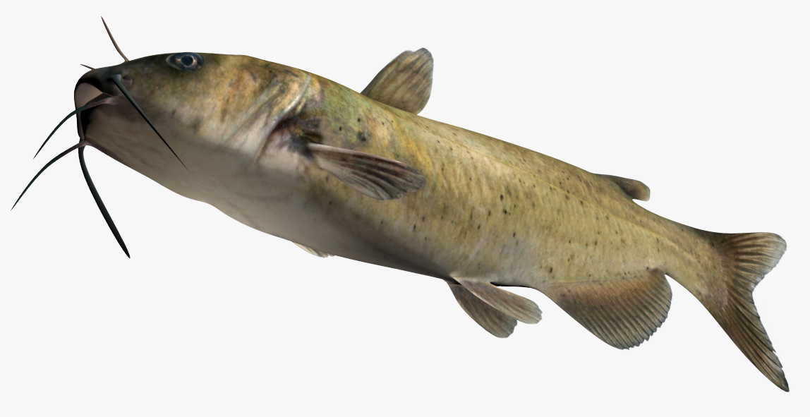 Ictalurus punctatus channel catfish 3D model - TurboSquid 1164165