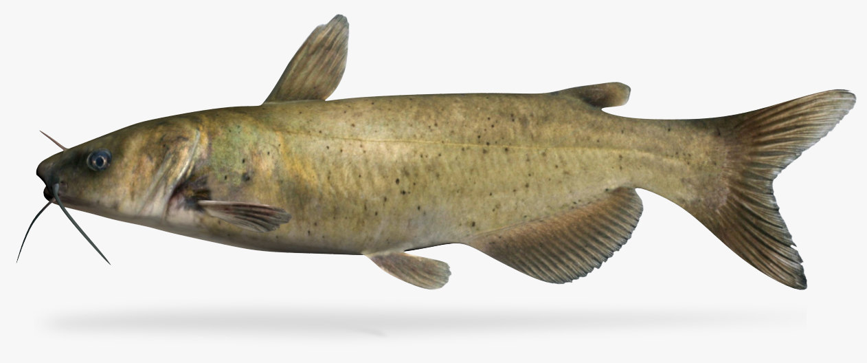 Ictalurus punctatus channel catfish 3D model - TurboSquid 1164165