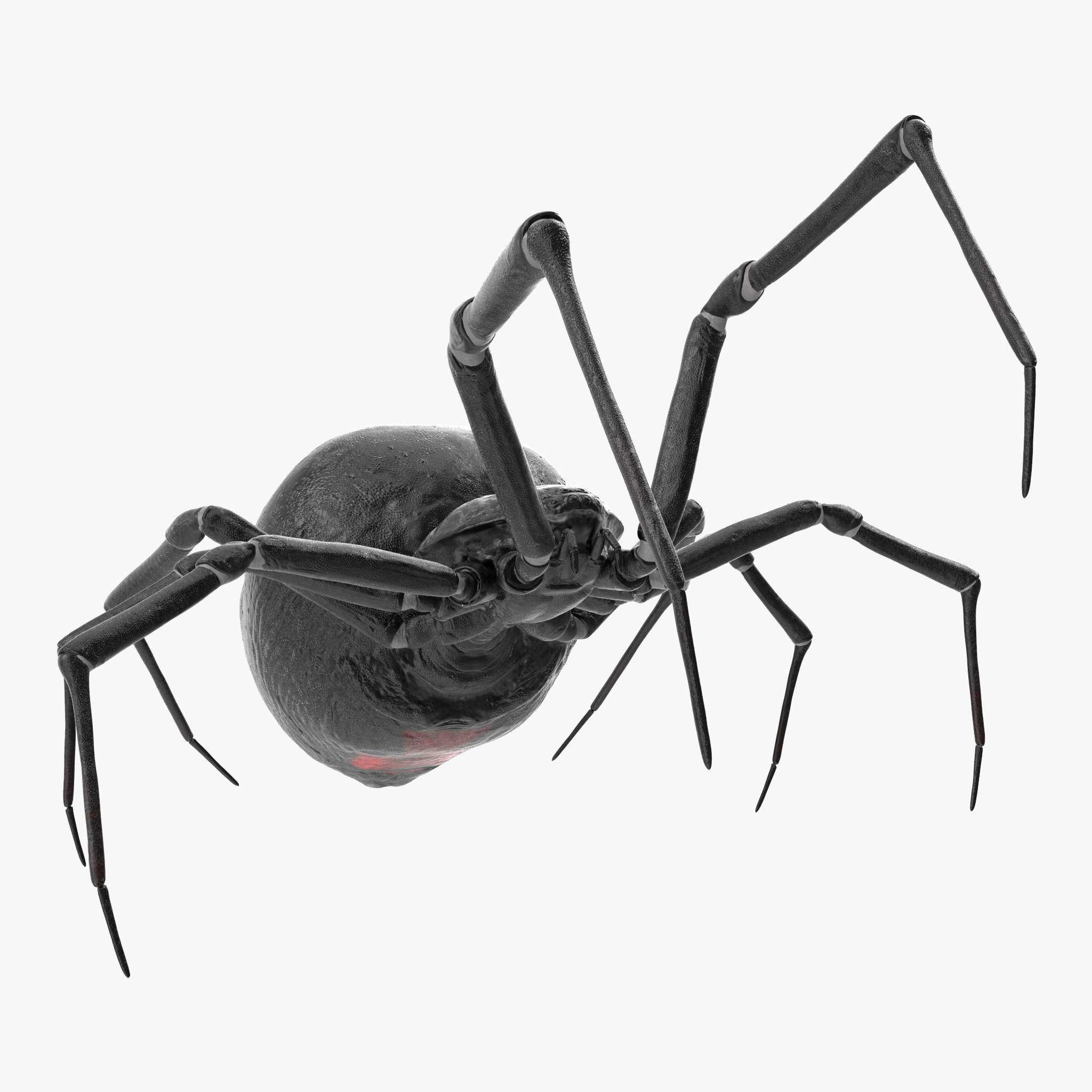 Widow spider fighting pose 3D model - TurboSquid 1164258