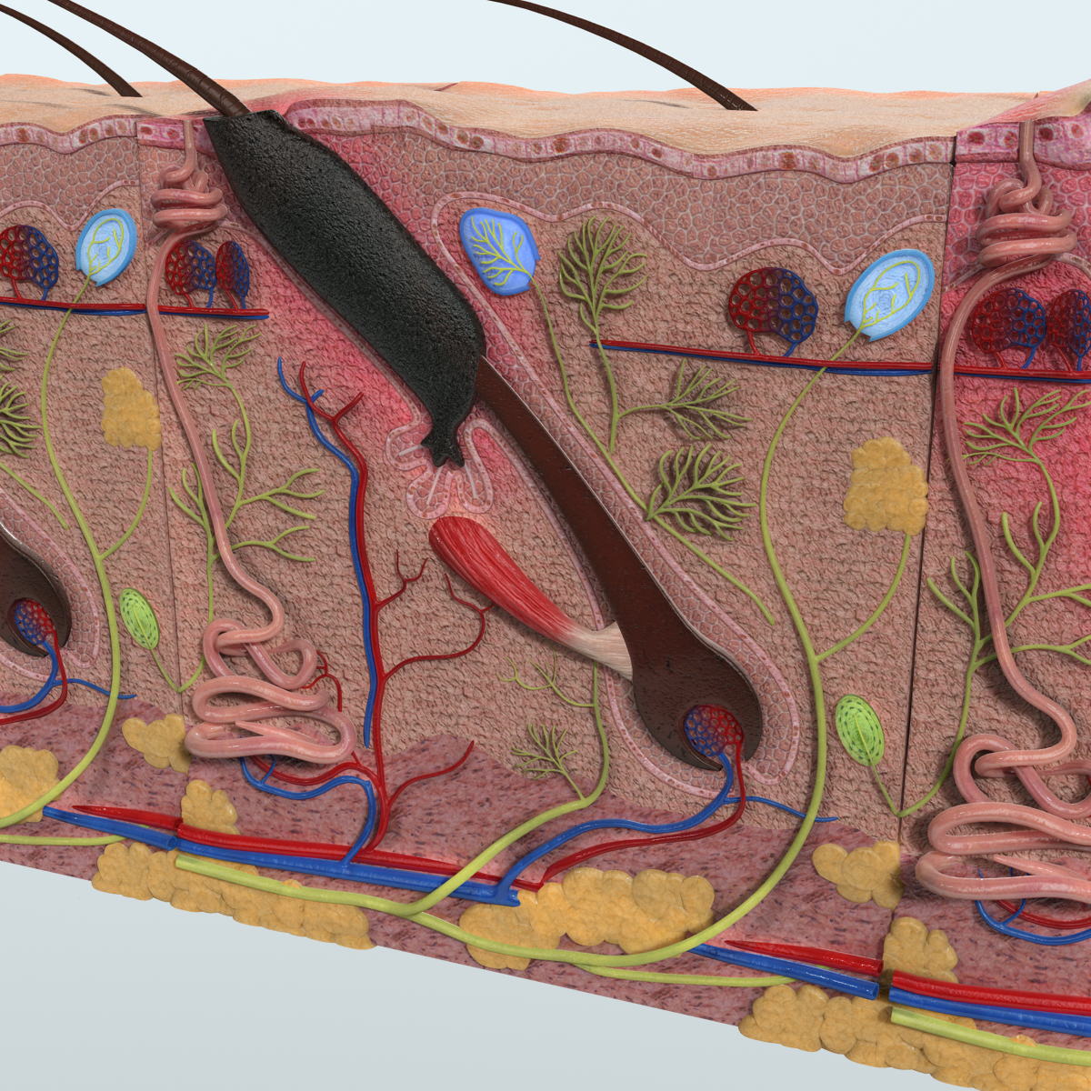 Realistic skin acne anatomy 3D model - TurboSquid 1164399