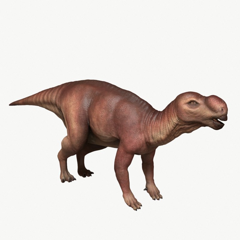Muttaburrasaurus 3D model - TurboSquid 1164480