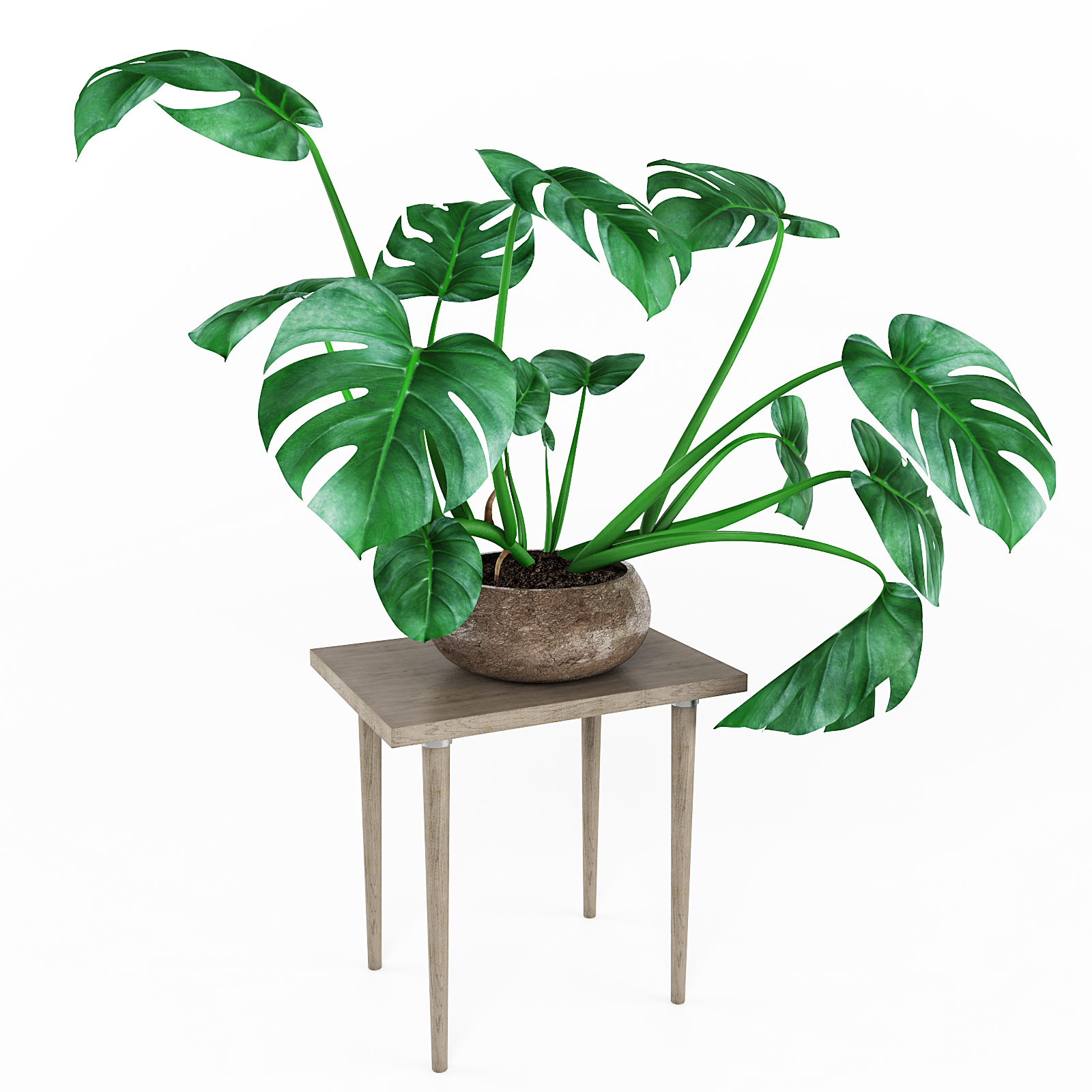 3D monstera plant - TurboSquid 1164875