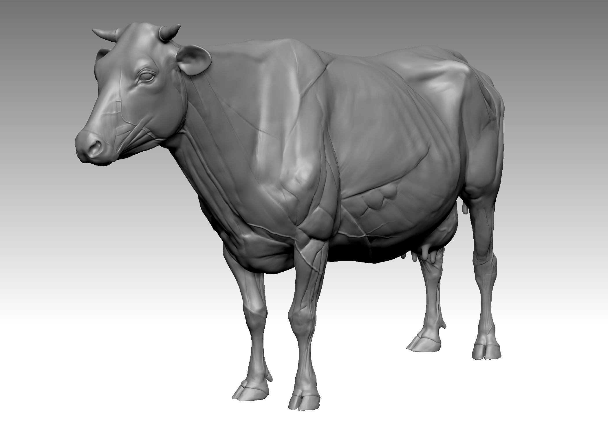 3D cow anatomy structure model - TurboSquid 1164878