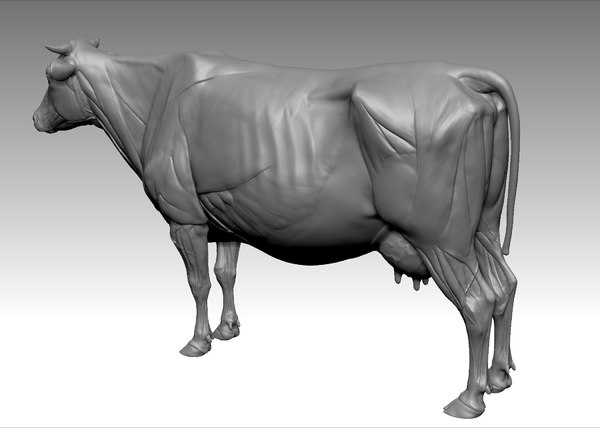 3D cow anatomy structure model - TurboSquid 1164878