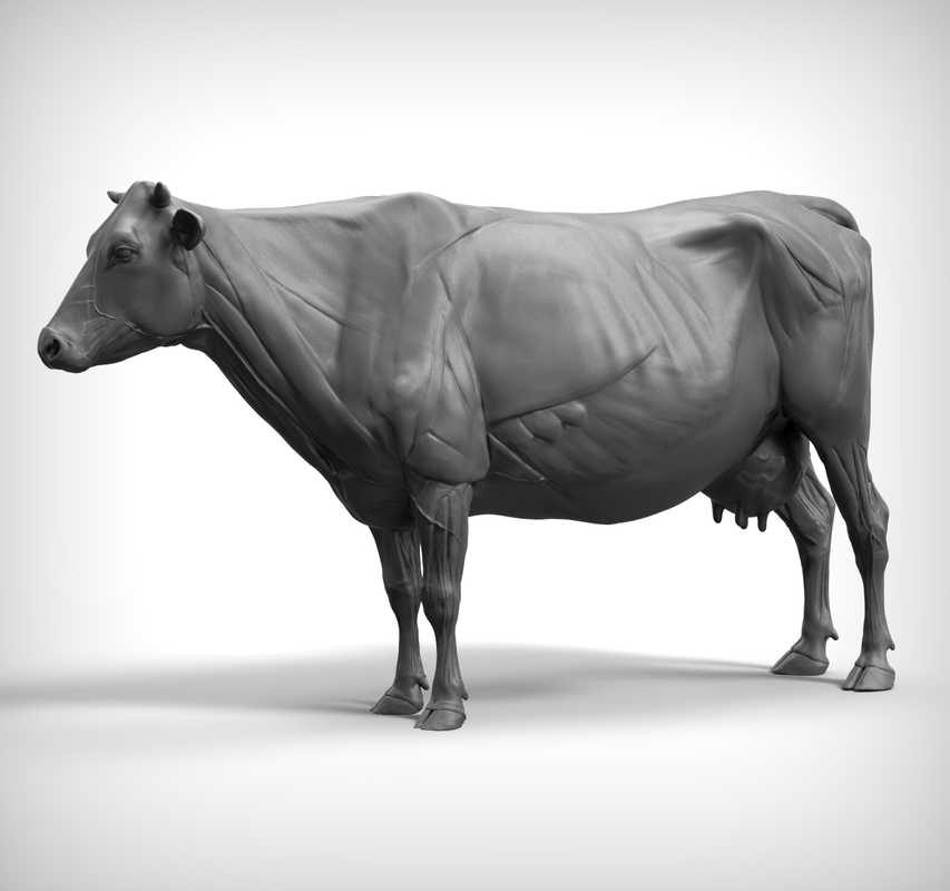 3D cow anatomy structure model - TurboSquid 1164878