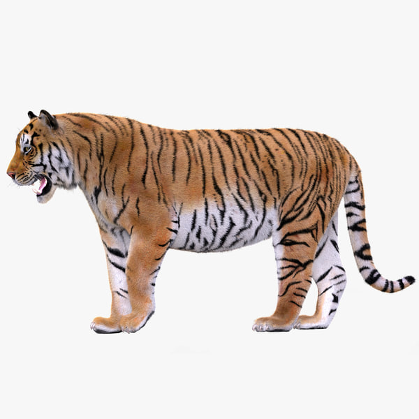 Tiger 3D Models for Download | TurboSquid