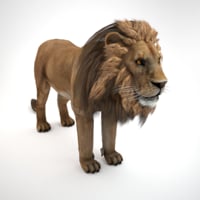Lion 3D Models for Download | TurboSquid