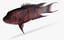 Mexican hogfish 3D model - TurboSquid 1165128