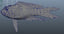 Mexican hogfish 3D model - TurboSquid 1165128
