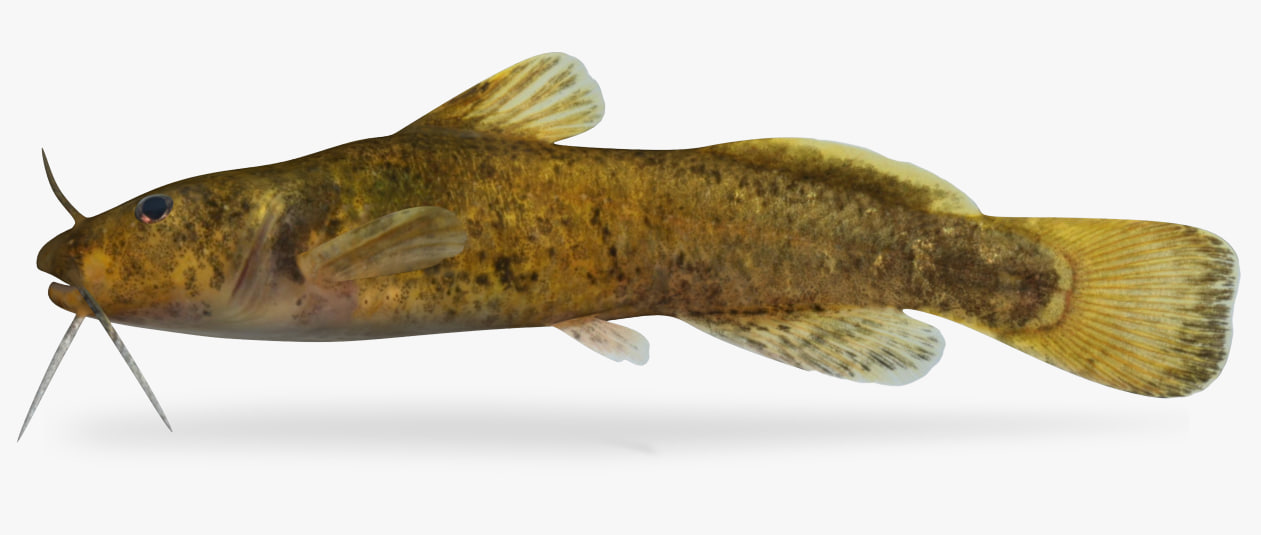 Noturus eleutherus mountain madtom 3D model - TurboSquid 1165182