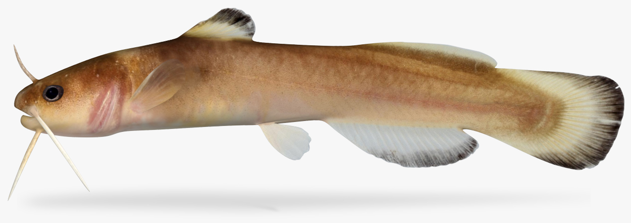 Noturus exilis slender madtom 3D model - TurboSquid 1165241