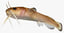 Noturus exilis slender madtom 3D model - TurboSquid 1165241