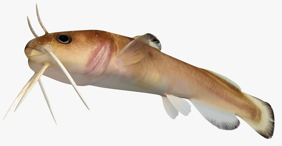 modelo 3d Noturus exilis Slender Madtom - TurboSquid 1165241