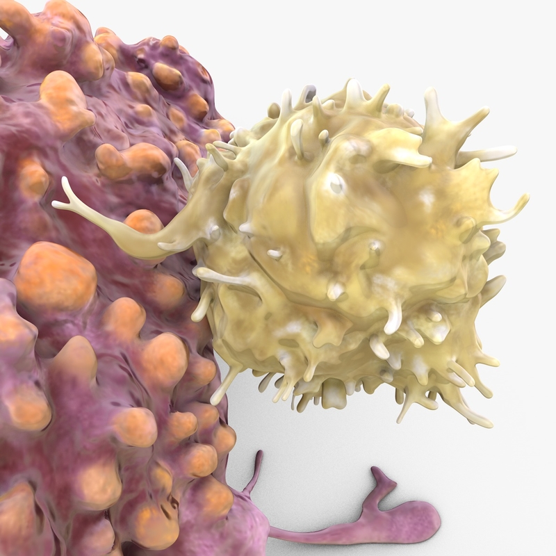 3D t cells attacking cancer - TurboSquid 1165316