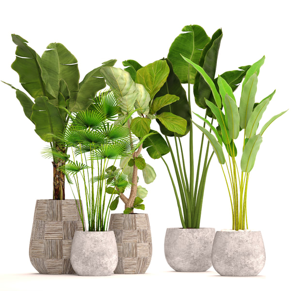 Modello 3D Piante da collezione - TurboSquid 1165336