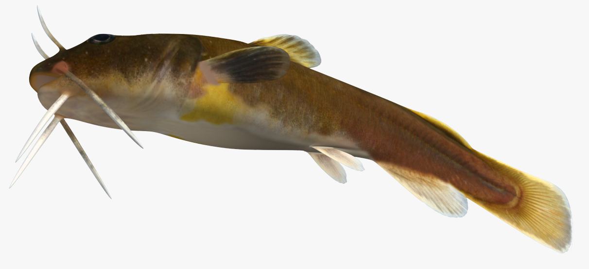 modelo 3d Noturus flavus stonecat - TurboSquid 1165498