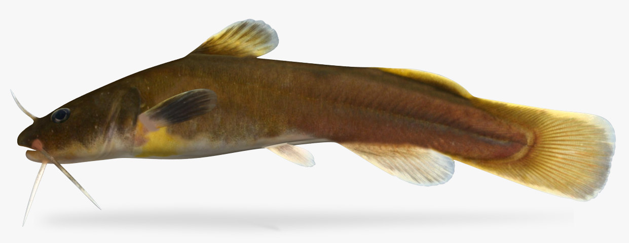 3D model noturus flavus stonecat - TurboSquid 1165498