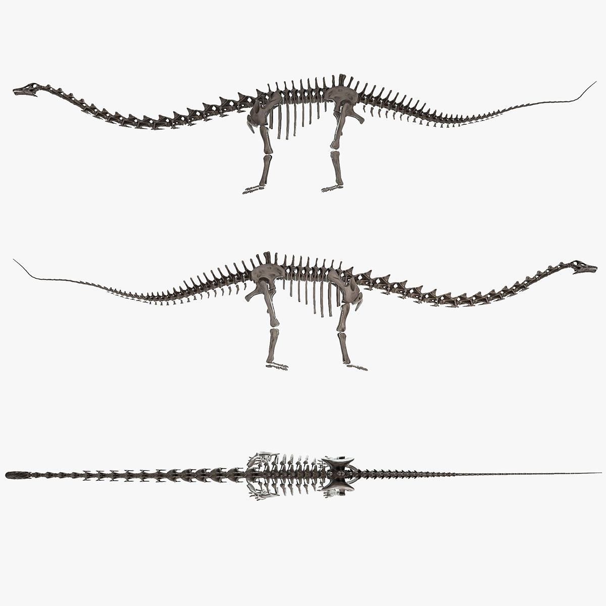 Diplodocus skeleton 3D - TurboSquid 1165511