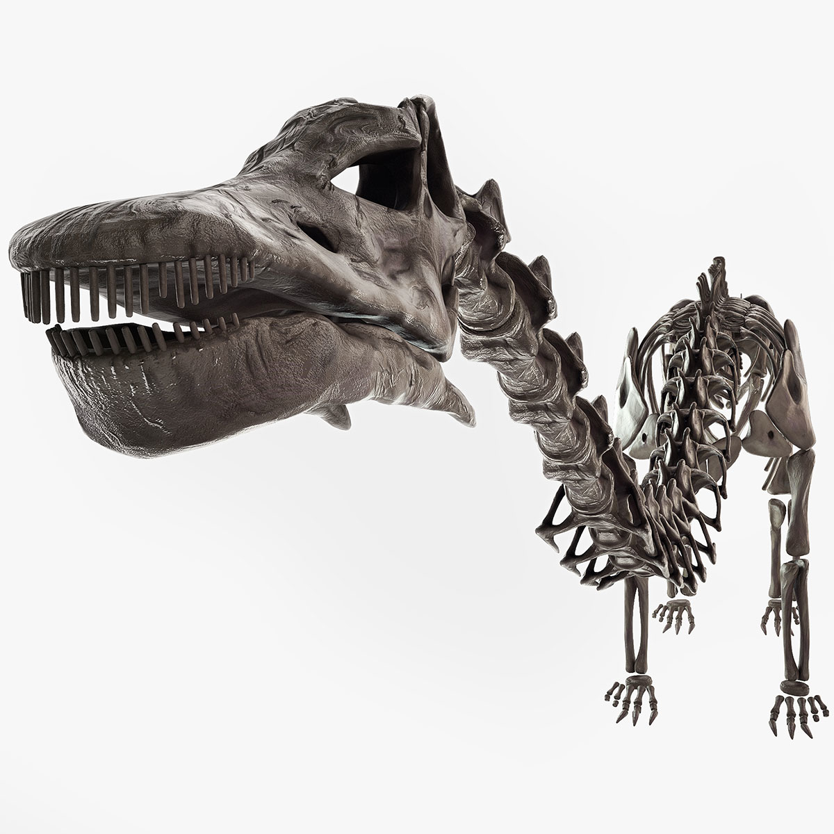 Diplodocus skeleton 3D - TurboSquid 1165511