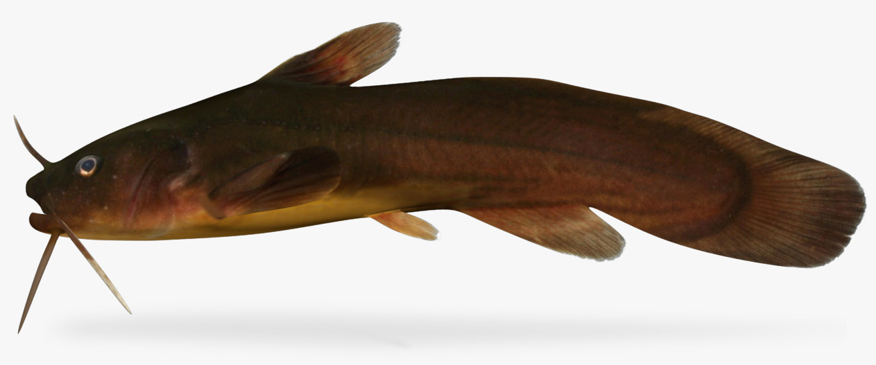 3D model noturus gyrinus tadpole madtom - TurboSquid 1165517