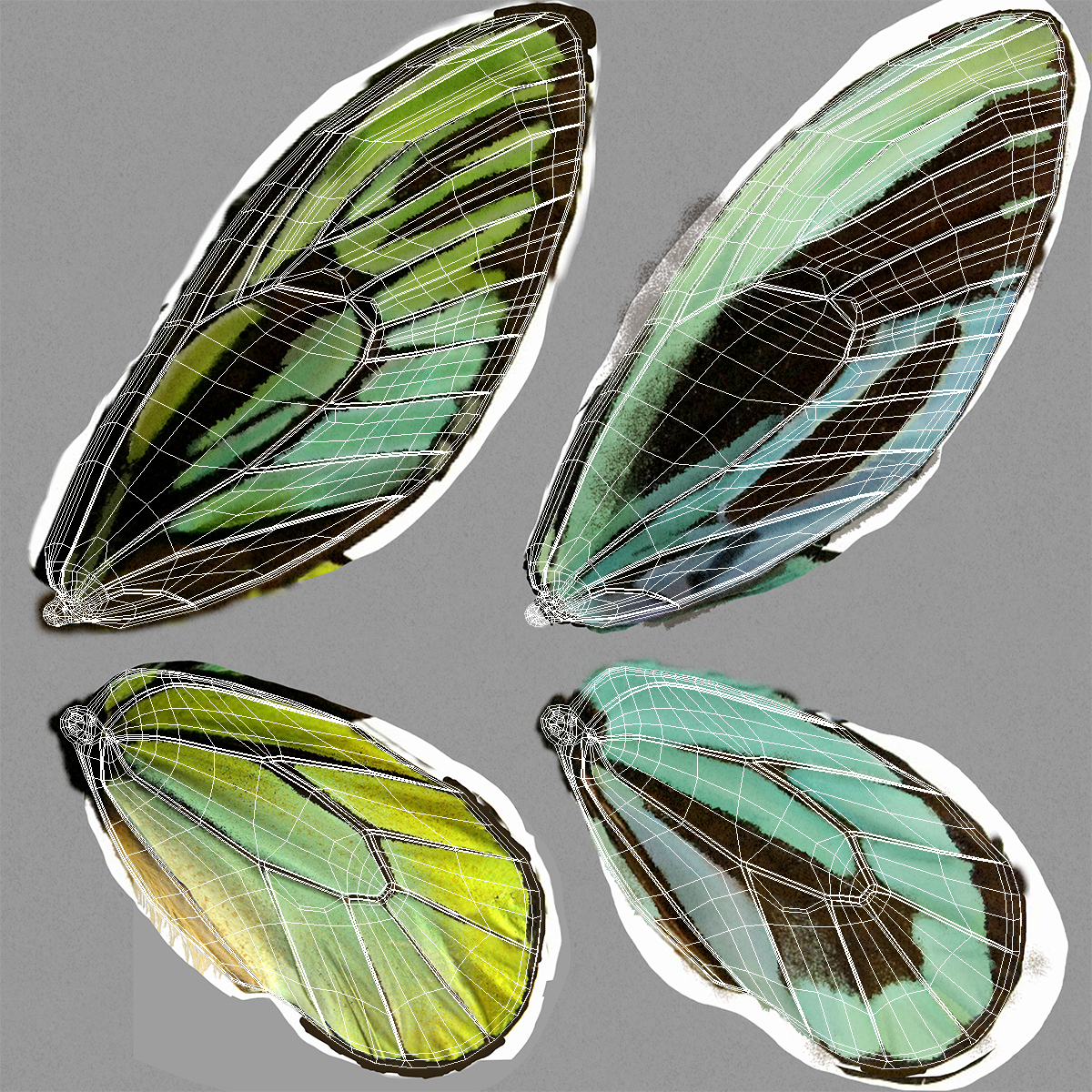 Queen alexandras birdwing butterfly model - TurboSquid 1165912