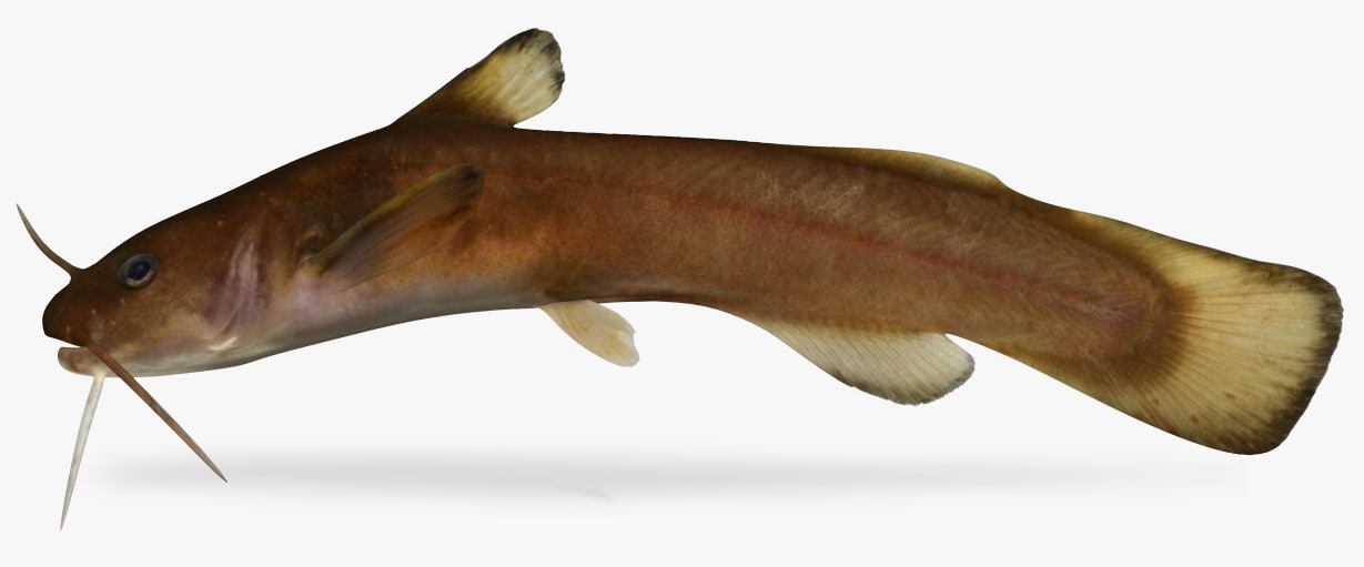 Noturus insignis margined madtom 3D - TurboSquid 1165978