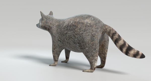 modelo 3d Mapache - TurboSquid 1166424