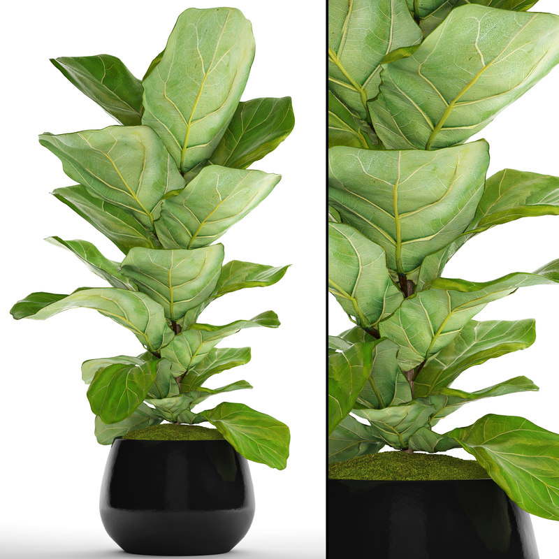 3D ficus lyrata trees - TurboSquid 1167051