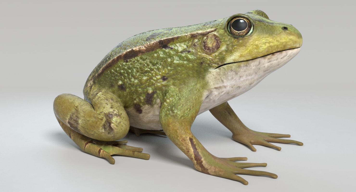 Frog model - TurboSquid 1167123