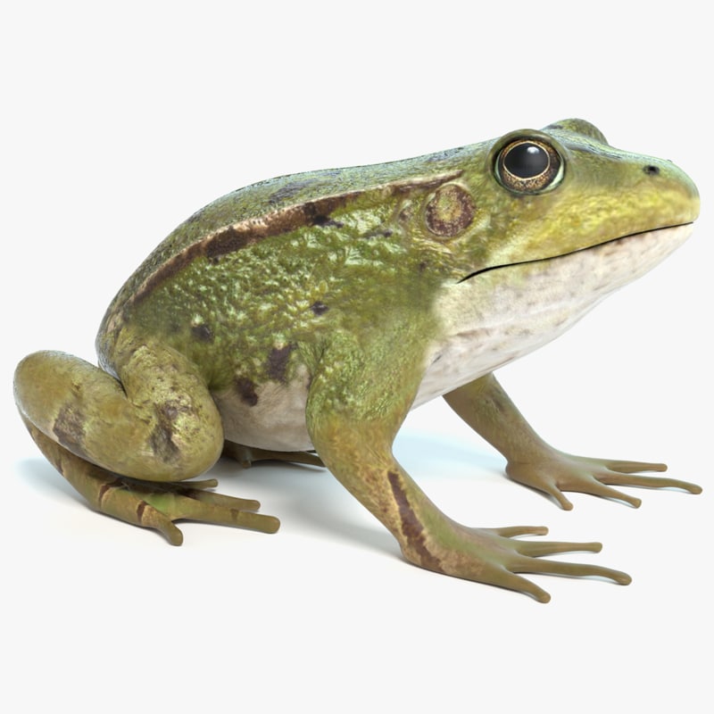 Frog model - TurboSquid 1167123