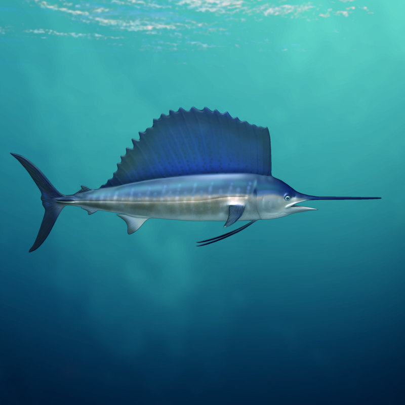 3D sailfish fish - TurboSquid 1167162