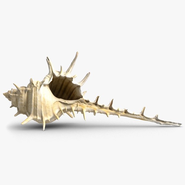 3d cockleshell shell model