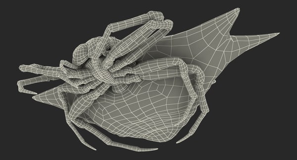 3d Gasteracantha Spider Model Turbosquid 1167498