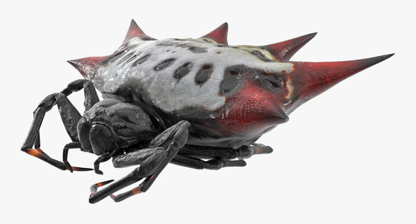 3d Gasteracantha Spider Model Turbosquid 1167498