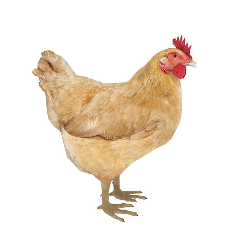 Hen 3D model - TurboSquid 1167556