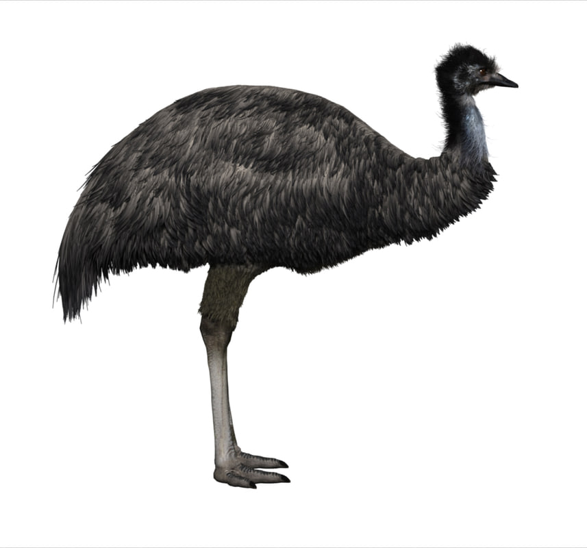 Emu 3D - TurboSquid 1167980