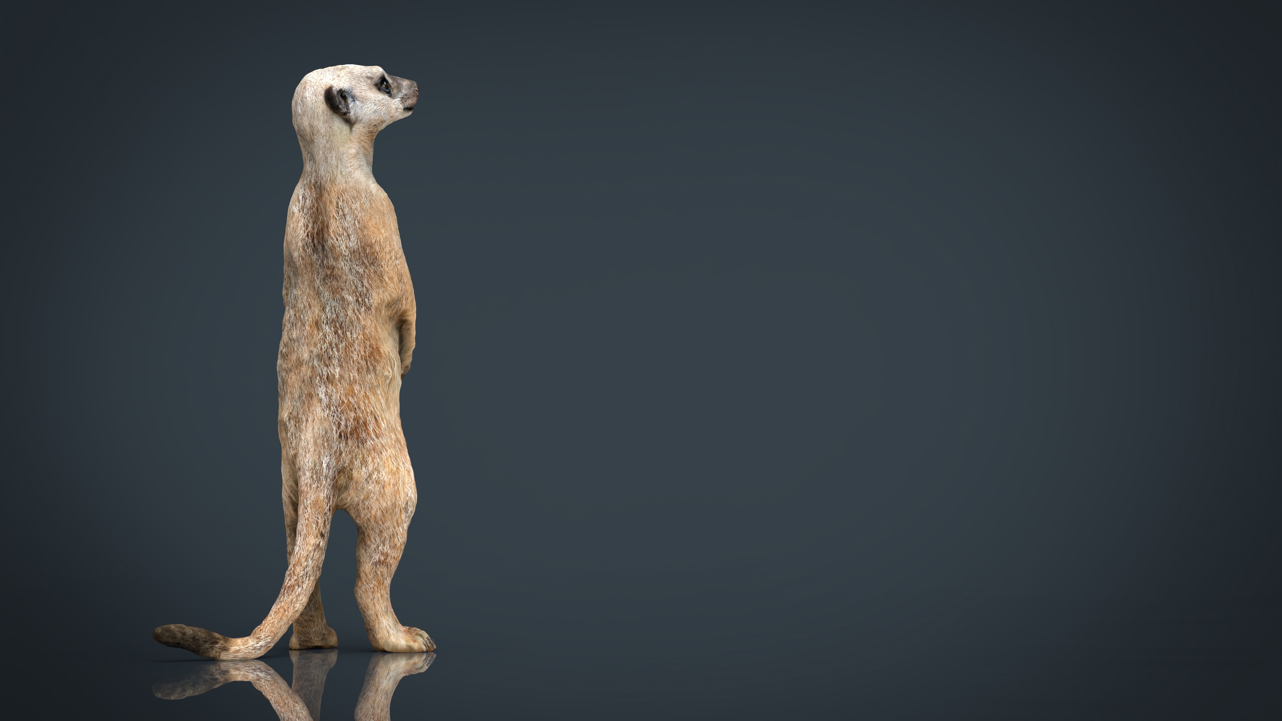 Meerkat 3D model - TurboSquid 1168081