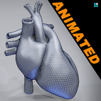 human heart 3D Models | TurboSquid.com