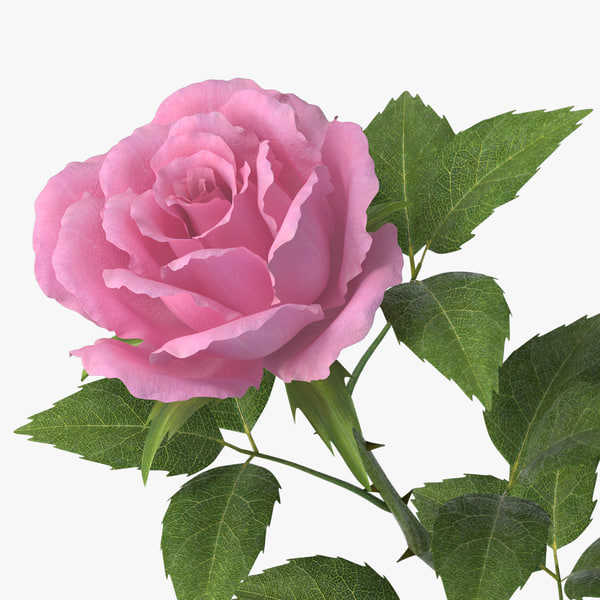 3D rose v8 model - TurboSquid 1168292