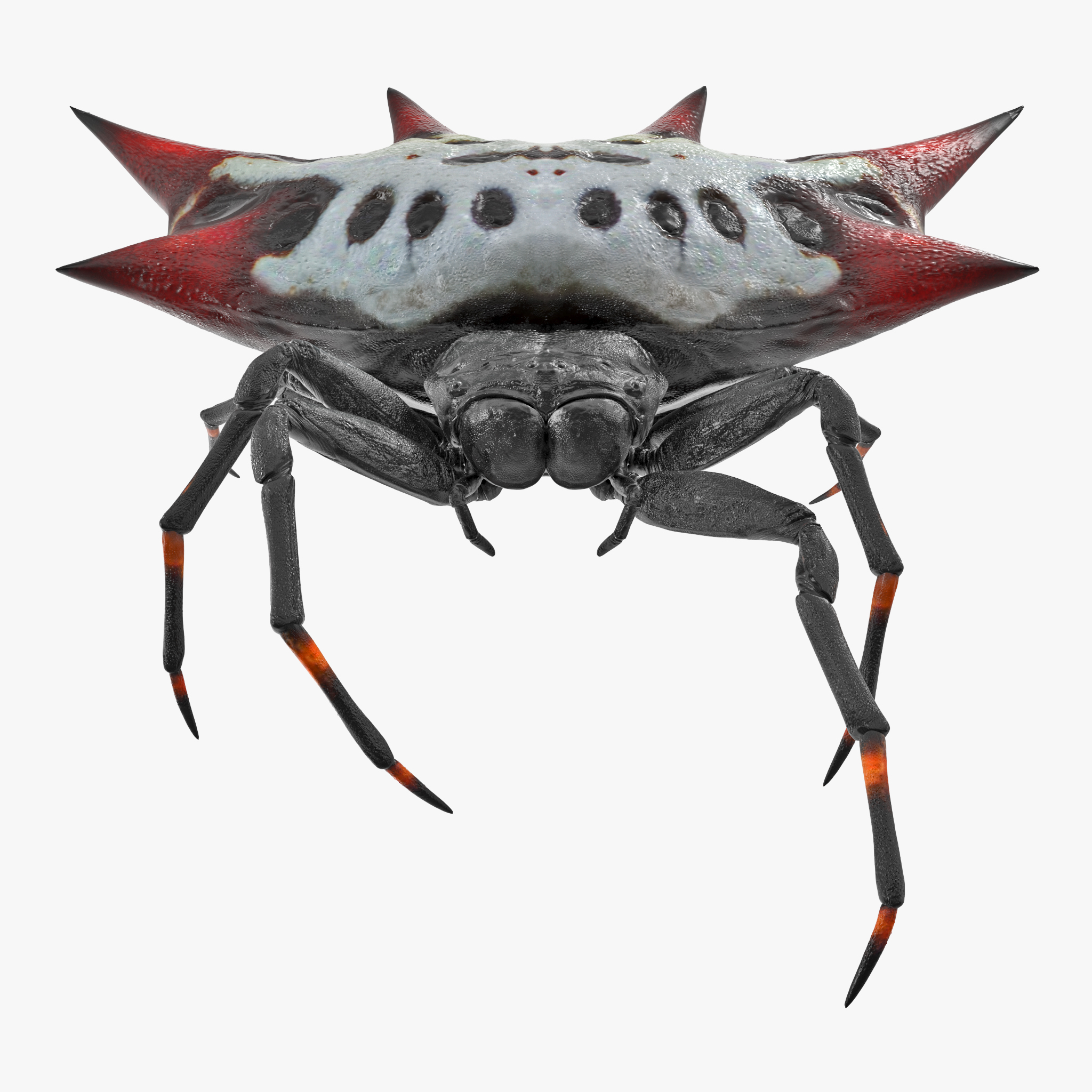 Gasteracantha spider walking pose 3D model - TurboSquid 1168667