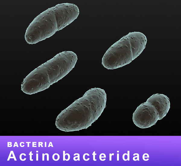 Bacteria nitrospirae 3D model - TurboSquid 1168738