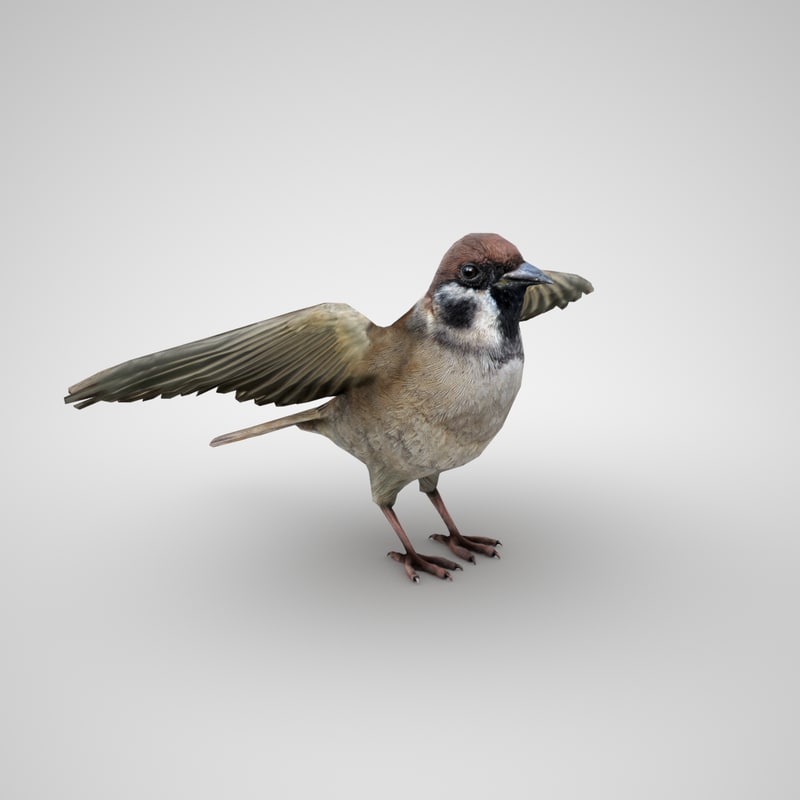 3D sparrow - TurboSquid 1169239